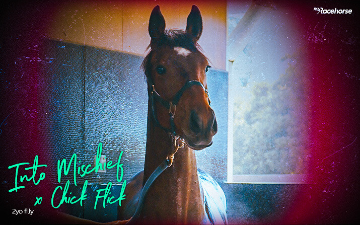 MyRacehorse - Horse Racing Ownership. Buy a racehorse share. Starting ...