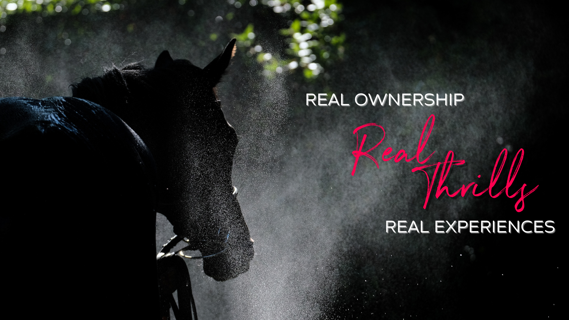 MyRacehorse - Horse Racing Ownership. Buy a racehorse share. Starting ...