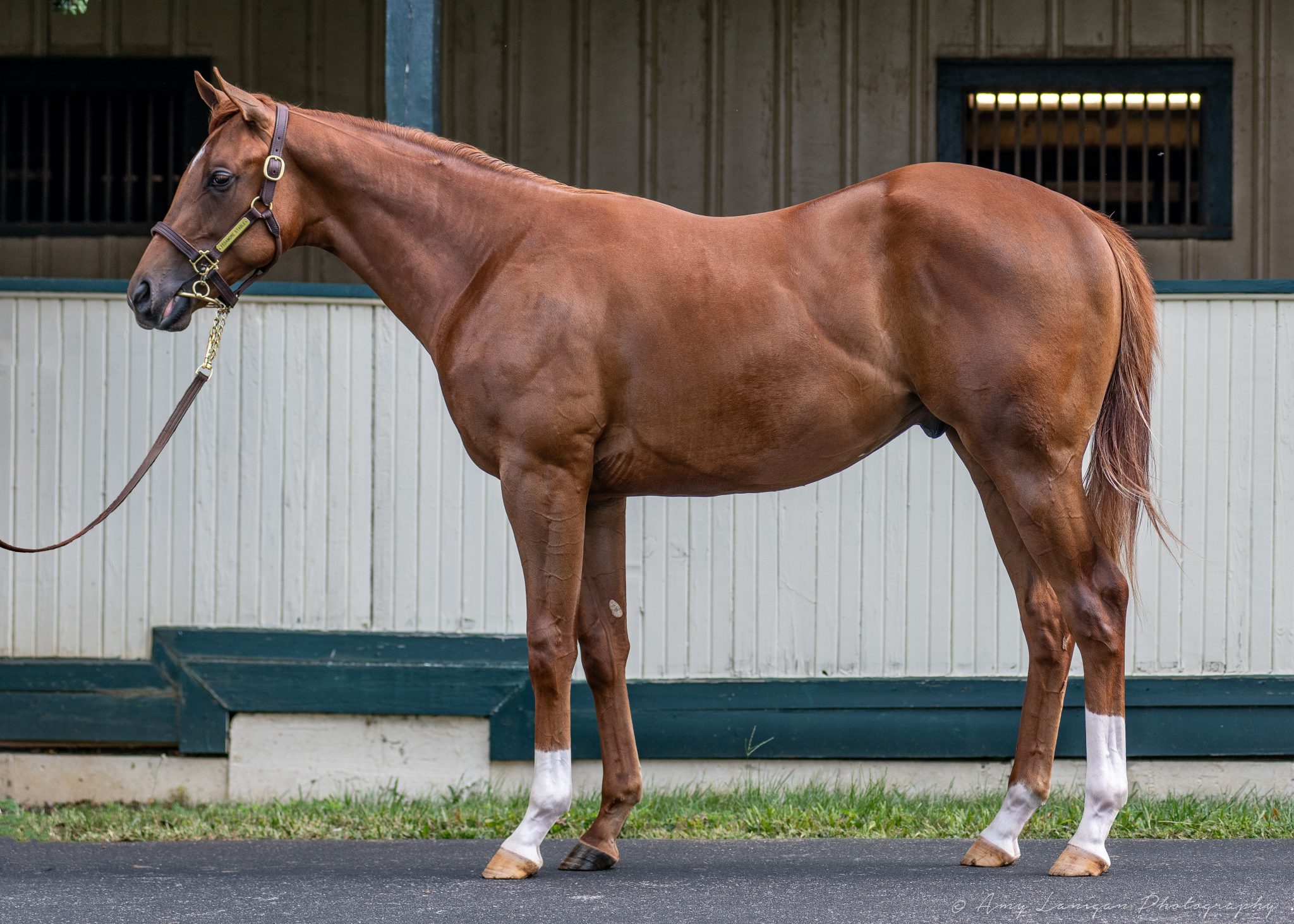 MyRacehorse