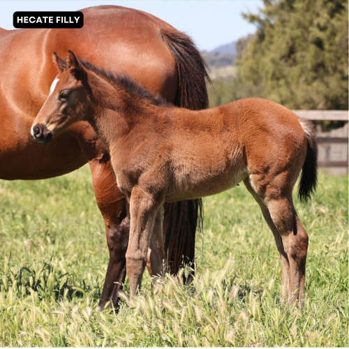 MyRacehorse - Horse Racing Ownership. Buy a racehorse share. Starting ...