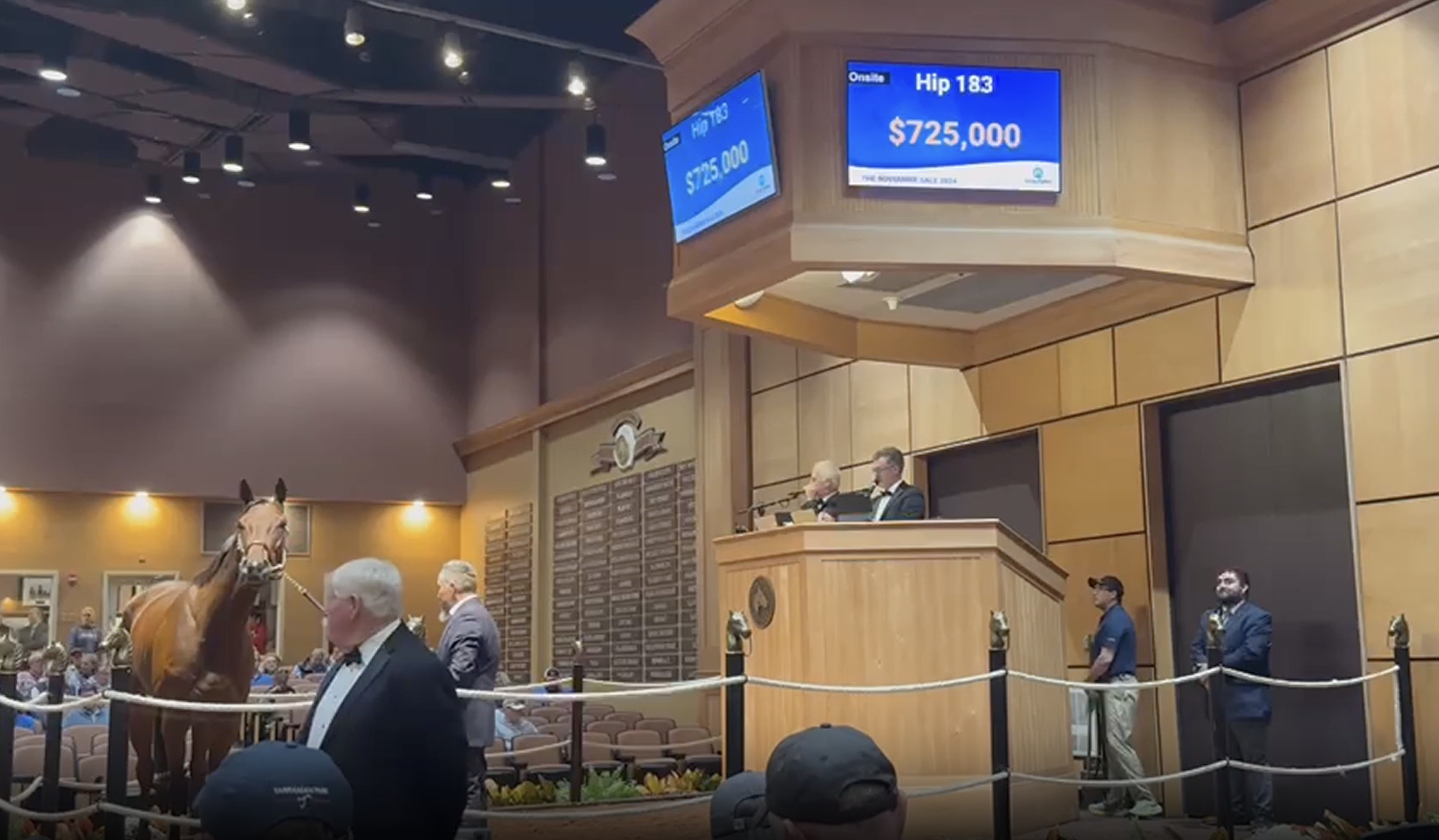 MyRacehorse - Horse Racing Ownership. Buy a racehorse share. Starting ...