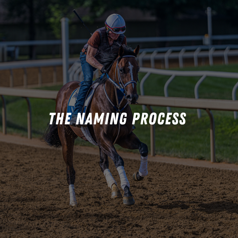 MyRacehorse - Horse Racing Ownership. Buy a racehorse share. Starting ...