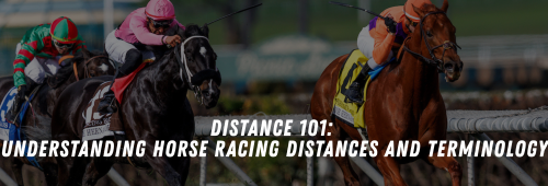 MyRacehorse - Horse Racing Ownership. Buy a racehorse share. Starting ...